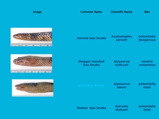 Presentation1 chintu | PPTX