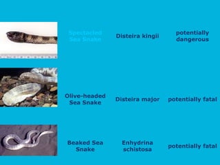 Presentation1 chintu | PPTX