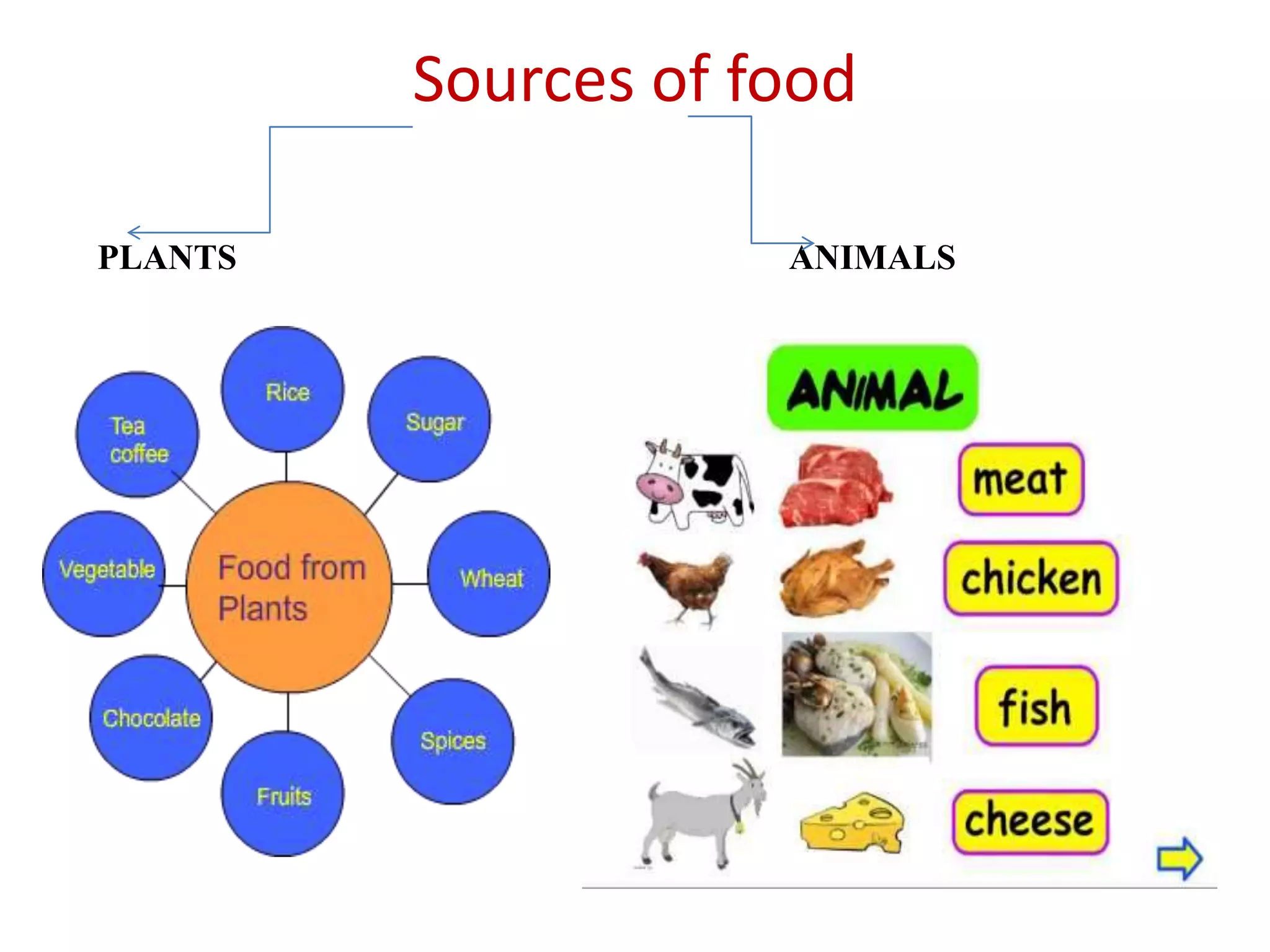 class 6 lesson 1 sources of food | PPTX