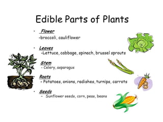 class 6 lesson 1 sources of food | PPTX