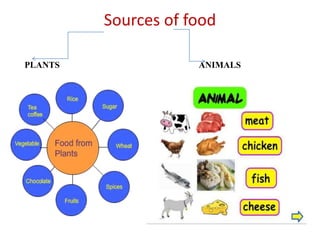 class 6 lesson 1 sources of food | PPTX