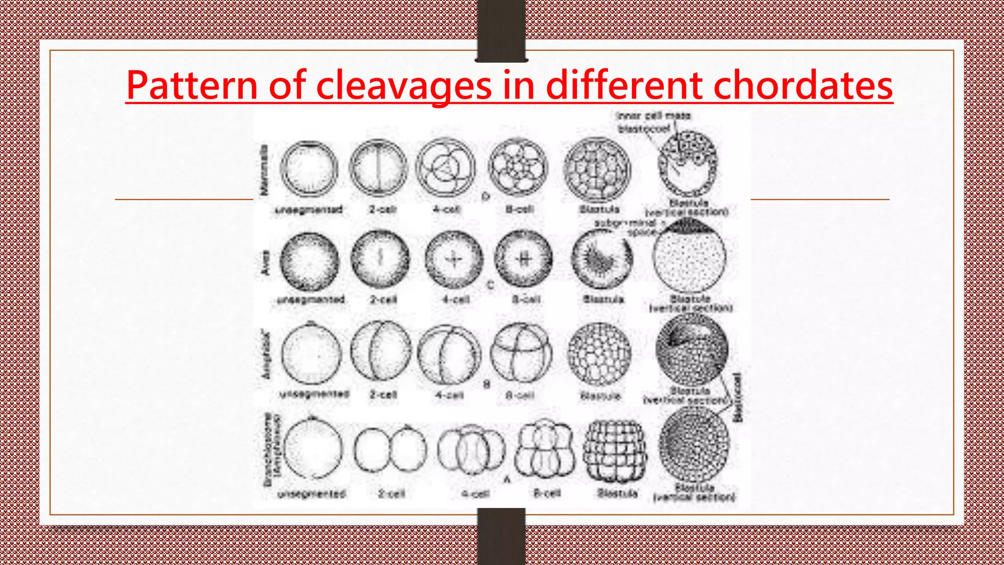 Presentation1 cleavage DB.pptx