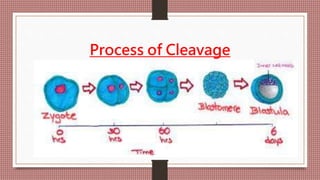 Presentation1 cleavage DB.pptx