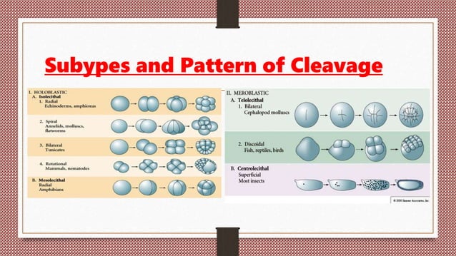 Presentation1 cleavage DB.pptx