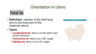 Normal Labor and delivery , brief lecture | PPTX