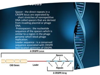 CRISPR | PDF