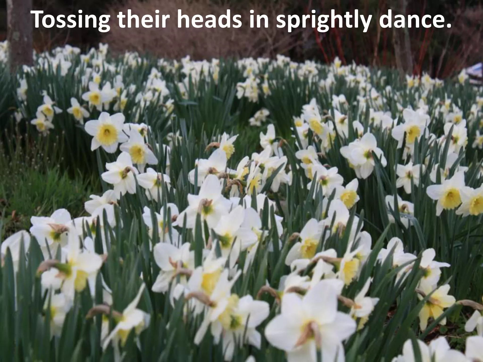 Daffodils by william wordsworth | PPTX
