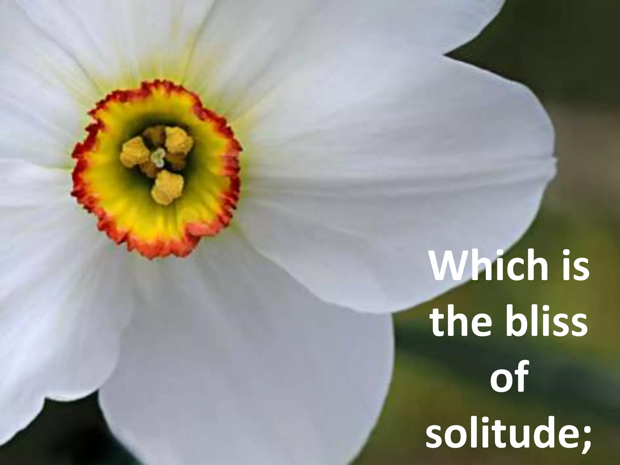 Daffodils by william wordsworth | PPTX