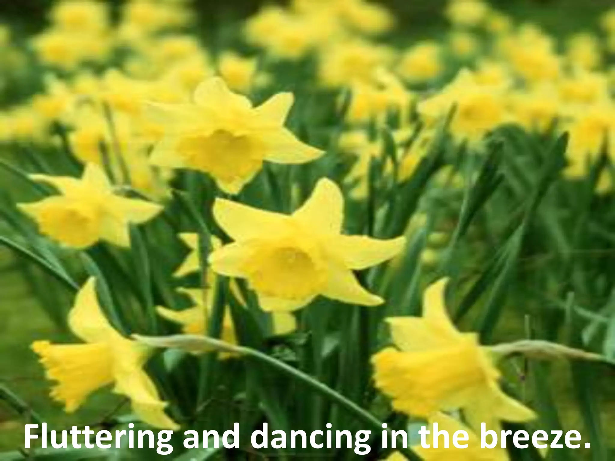 Daffodils by william wordsworth | PPTX