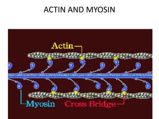 muscle contraction | PPTX