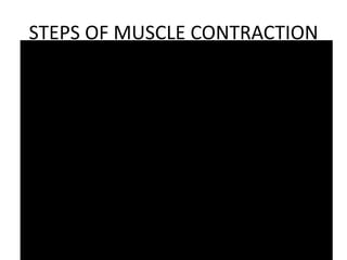 muscle contraction | PPTX