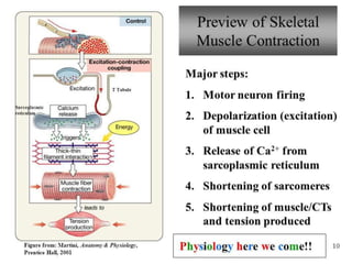 muscle contraction | PPTX
