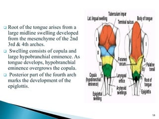 Development of face | PPTX
