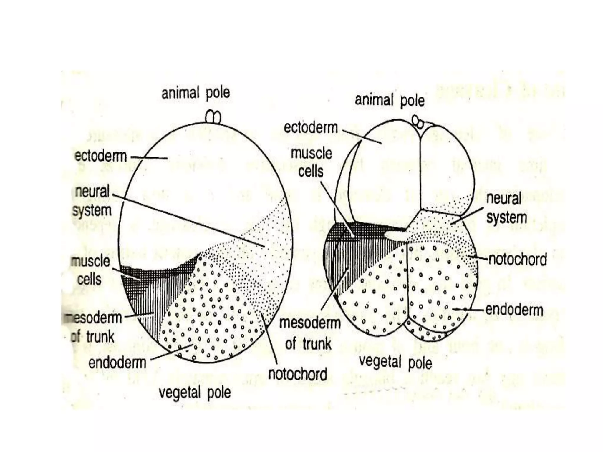 Presentation1 Fate Maps.pptx