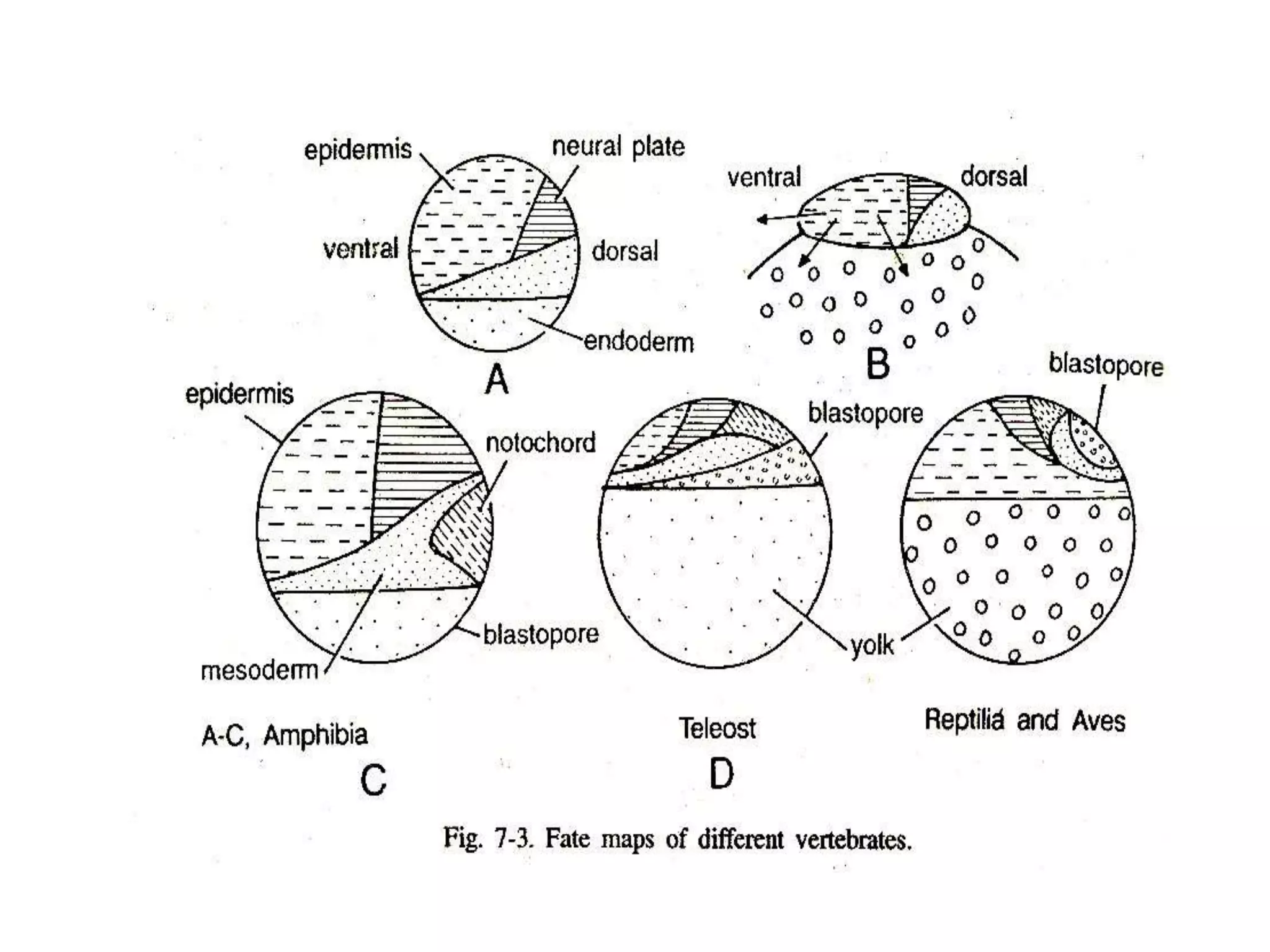 Presentation1 Fate Maps.pptx