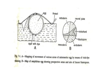 Presentation1 Fate Maps.pptx