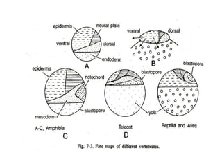 Presentation1 Fate Maps.pptx