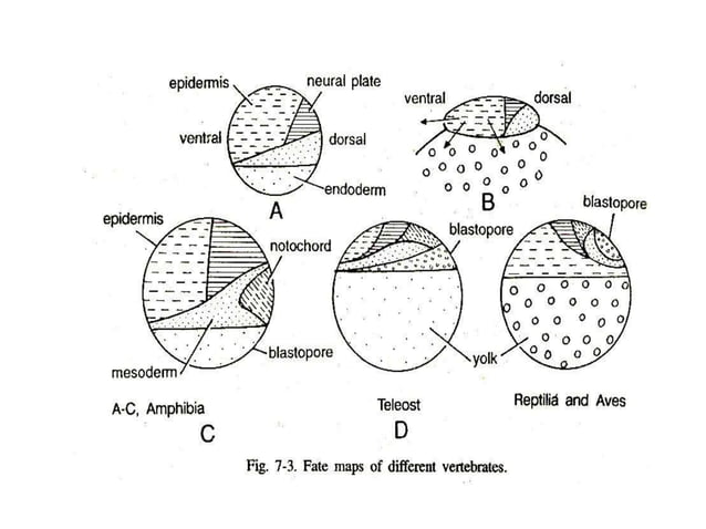 Presentation1 Fate Maps.pptx
