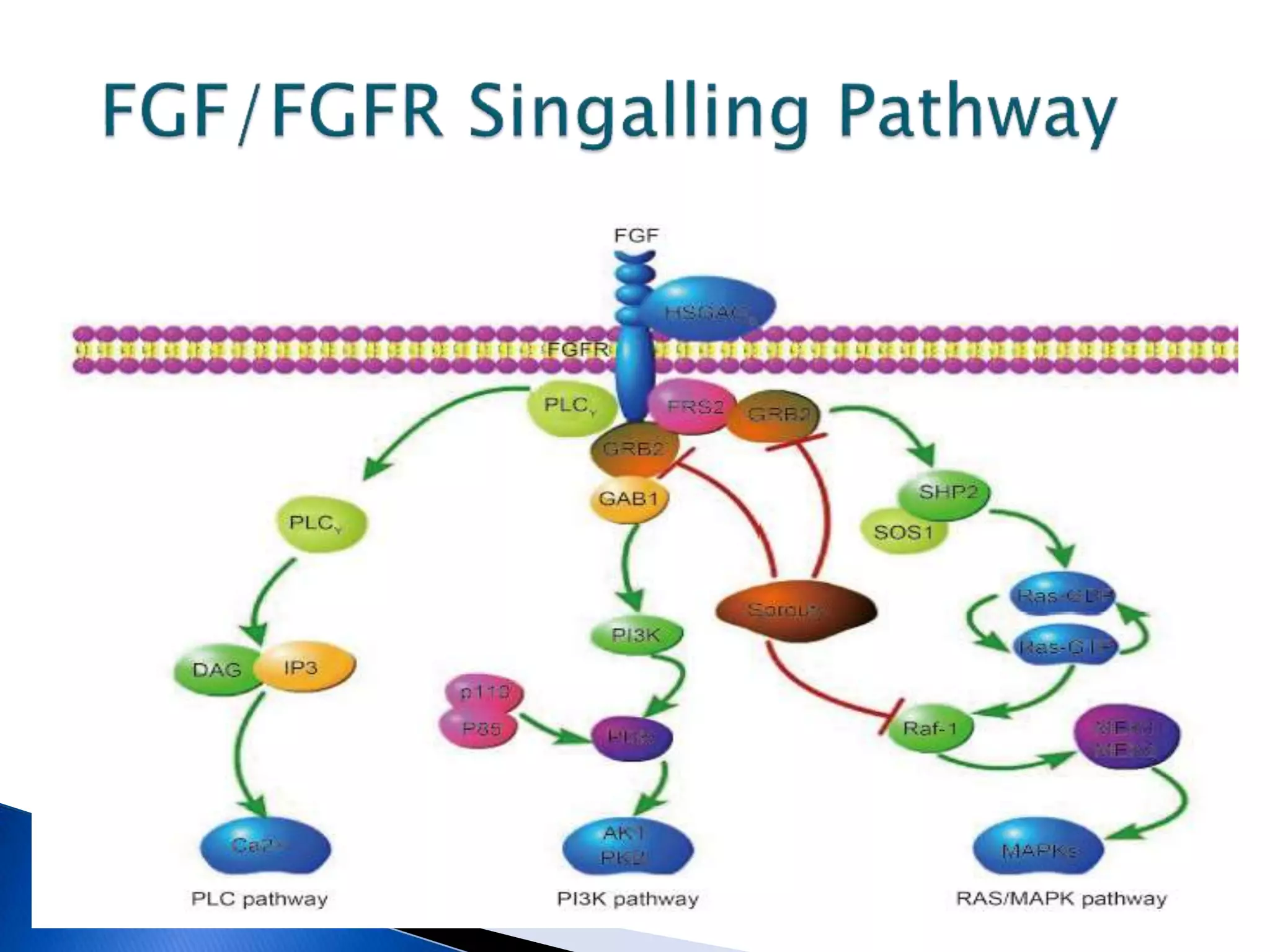 Presentation1 fgfr | PPT