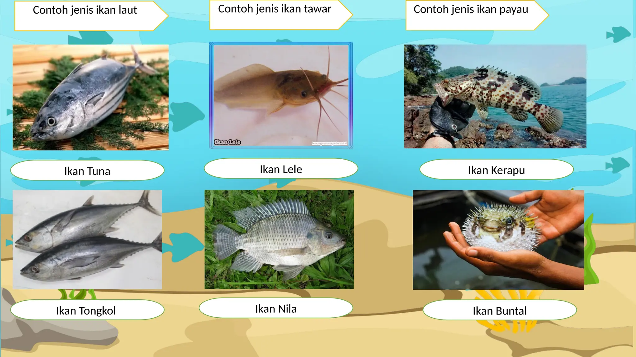 Presentation1 GEMARIKAN.pptx gemar maka ikan | PPTX