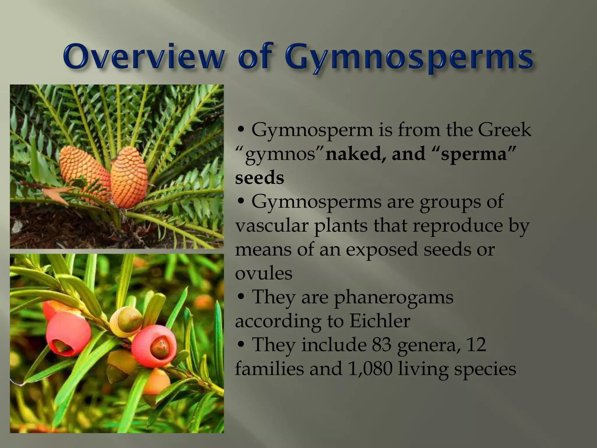 Gmnosperm Introduction | PPT