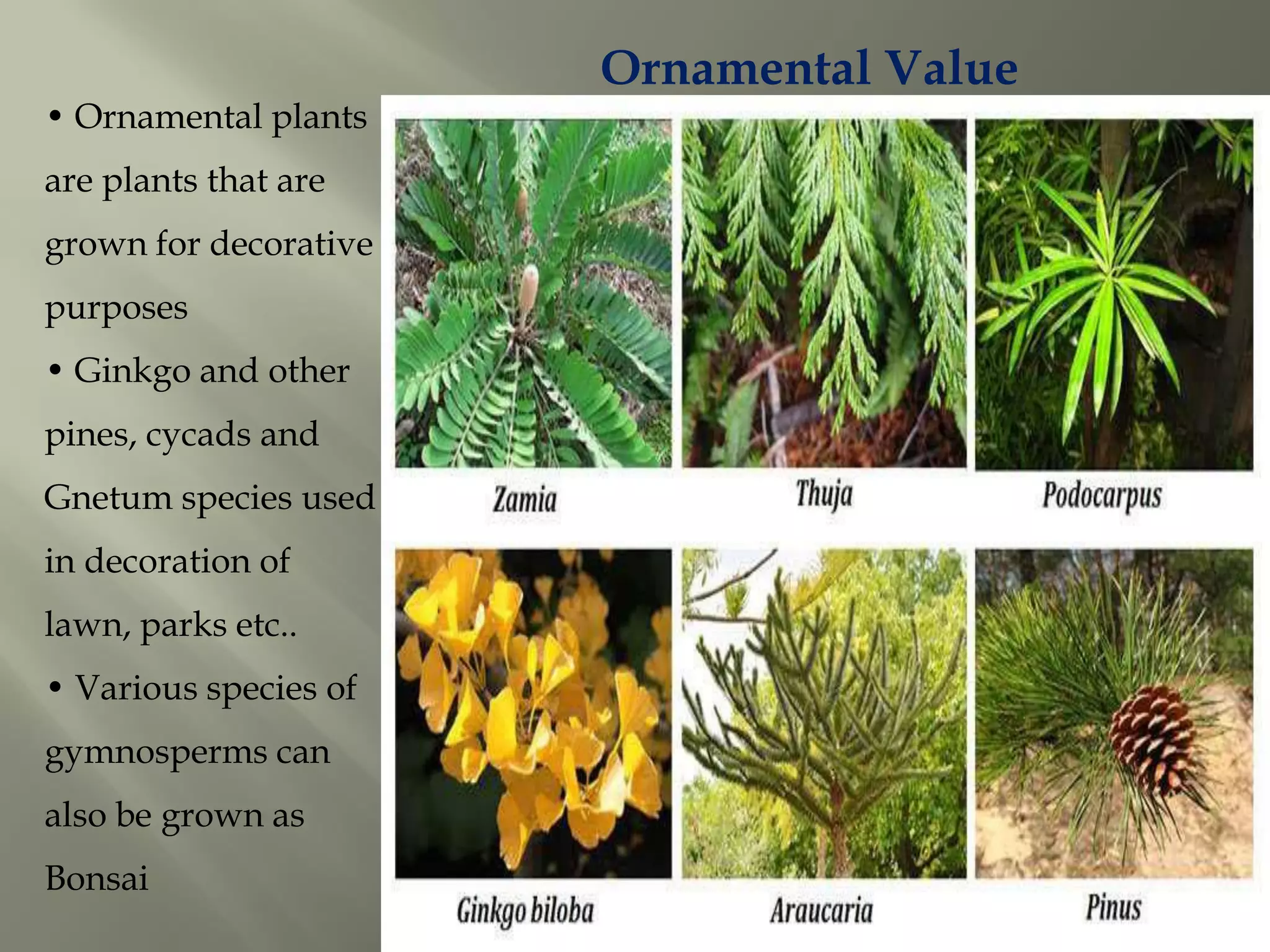 Gmnosperm Introduction | PPT