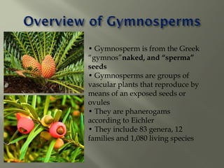 Gmnosperm Introduction | PPT