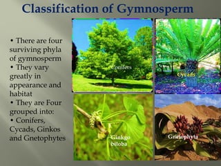 Gmnosperm Introduction | PPT