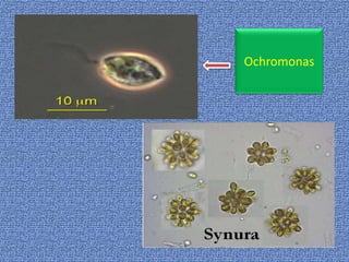 Protista Mirip Tumbuhan( Alga ) | PPTX