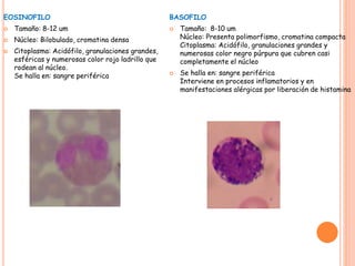ATLAS HEMATOLOGIA | PPTX