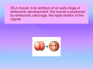 Human Development | PPTX