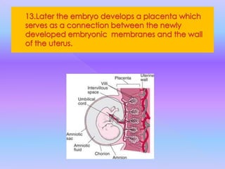Human Development | PPTX