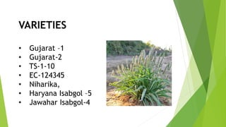 Production Technology of Isabgol in Agricultural and Horticulture. | PPTX