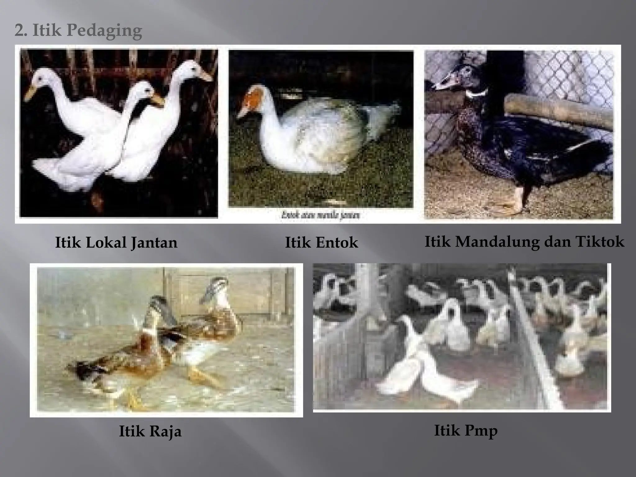 Presentation itik pedaging dan itik petelur | PPTX