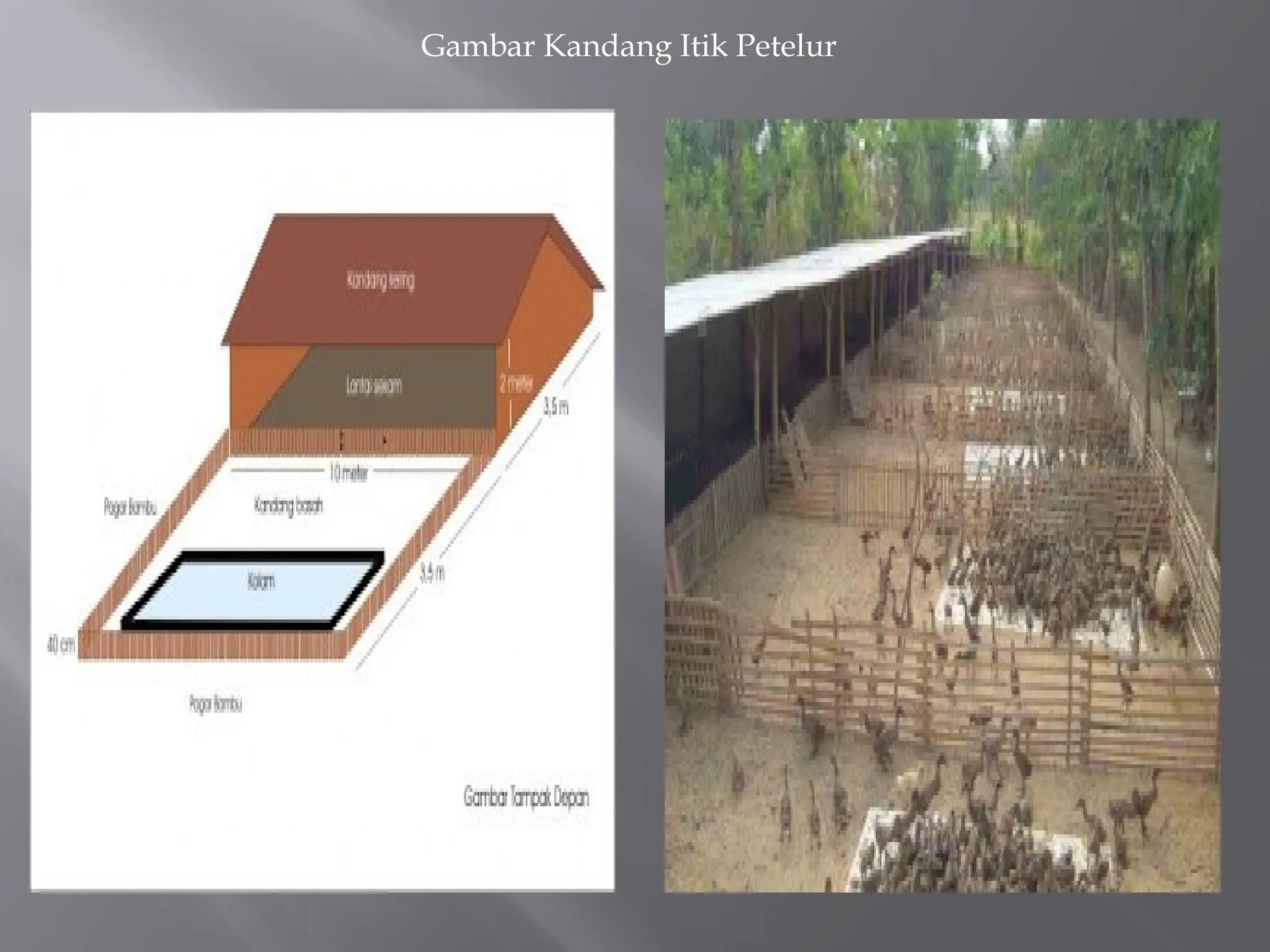 Presentation itik pedaging dan itik petelur | PPTX