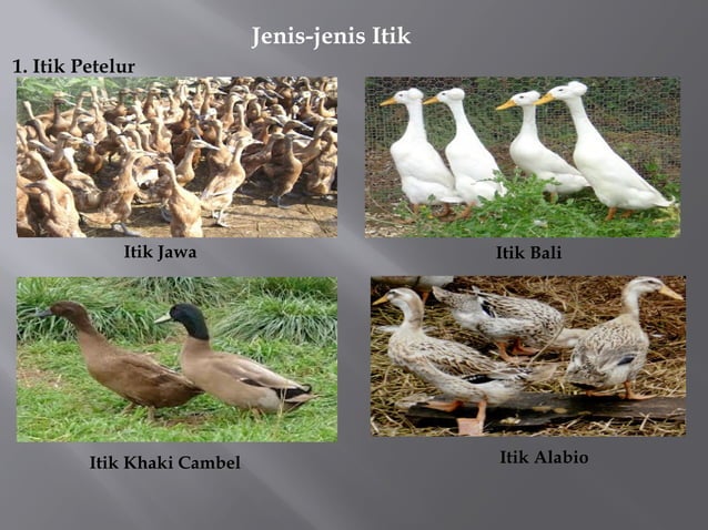 Presentation itik pedaging dan itik petelur | PPTX