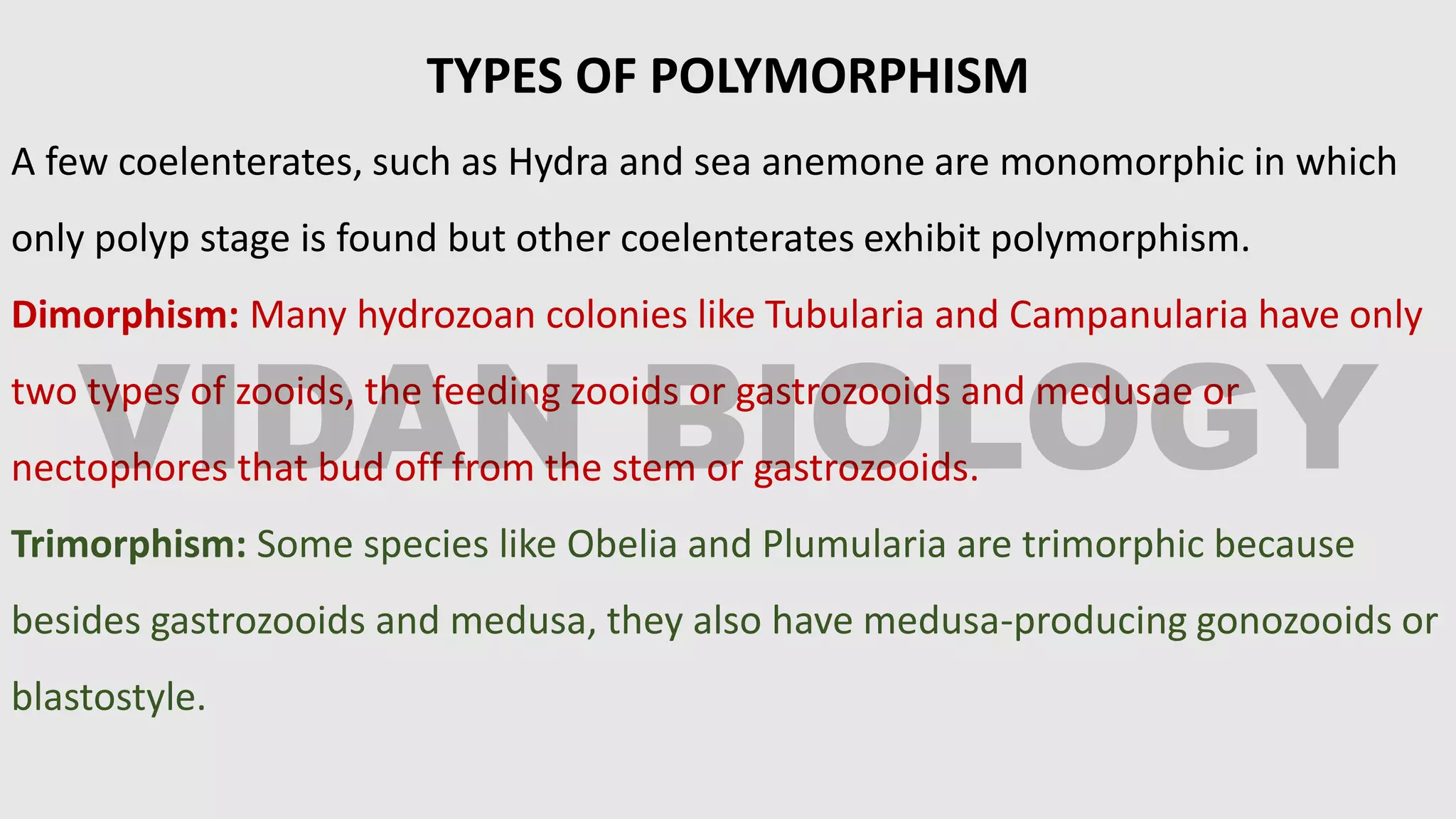 POLYMORPHISM IN COELENTERATA | PDF
