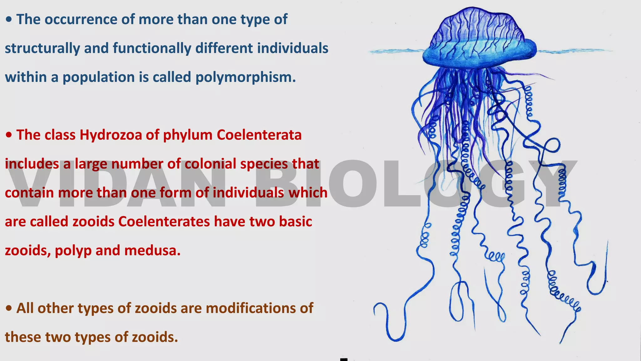 POLYMORPHISM IN COELENTERATA | PDF