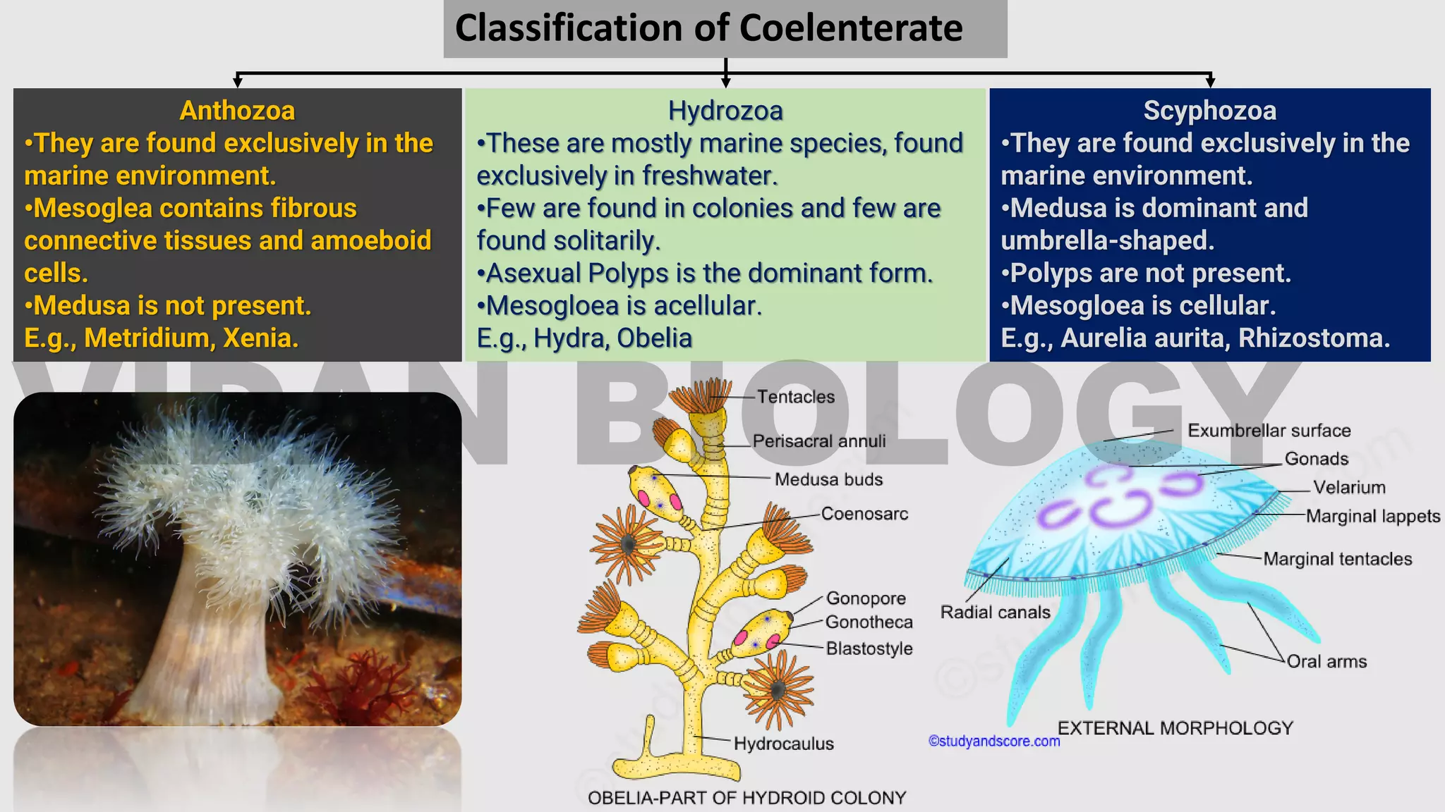 POLYMORPHISM IN COELENTERATA | PDF