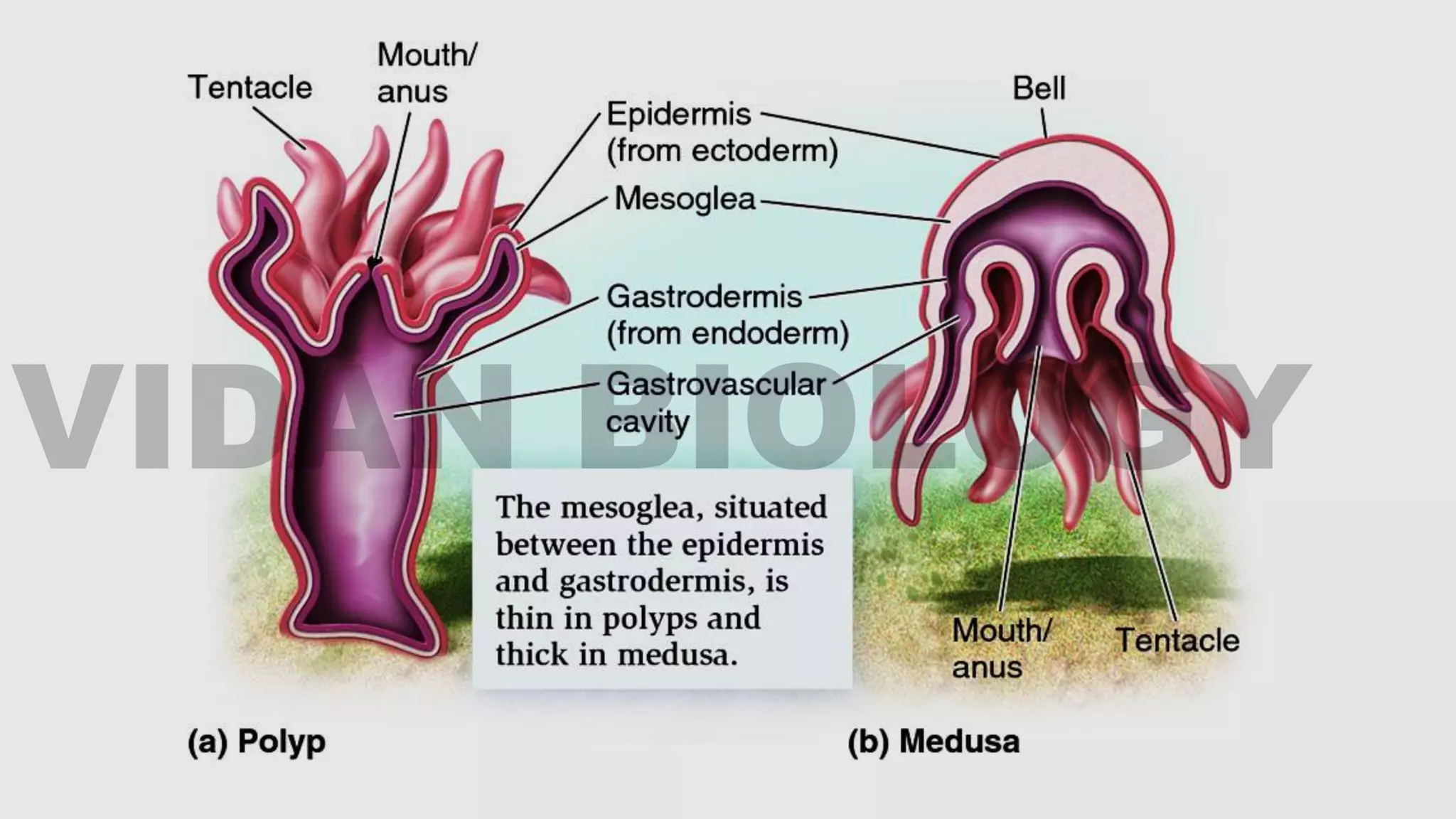 POLYMORPHISM IN COELENTERATA | PDF