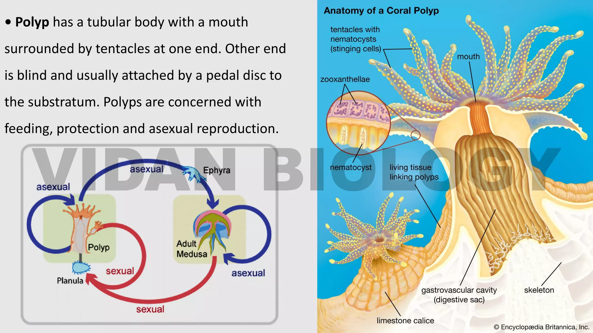 POLYMORPHISM IN COELENTERATA | PDF