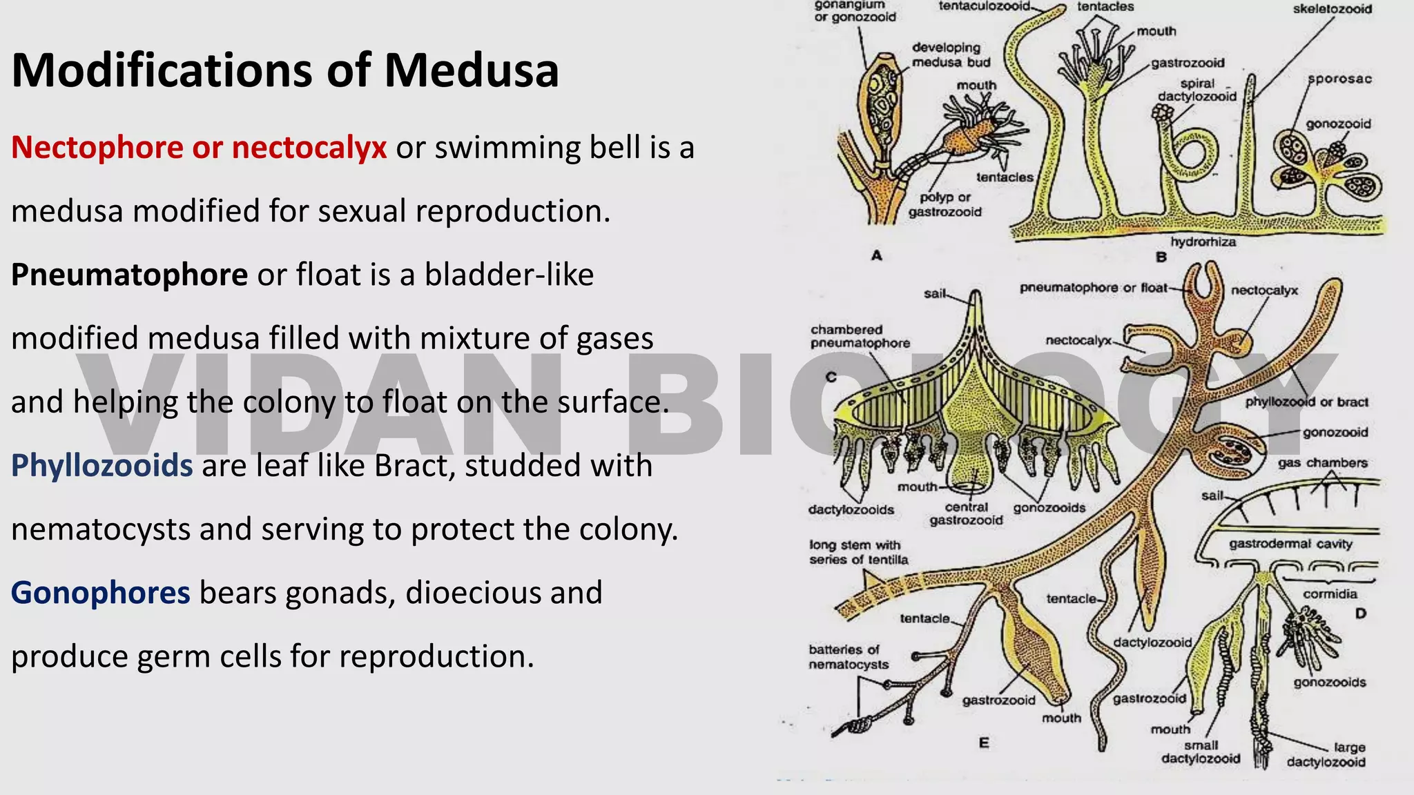 POLYMORPHISM IN COELENTERATA | PDF