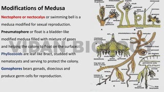 POLYMORPHISM IN COELENTERATA | PDF