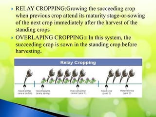 AREA -SPECIFIC CROPPING SYSTEMS OF CHHATISGARH ,INDIA IN RELATION TO ...