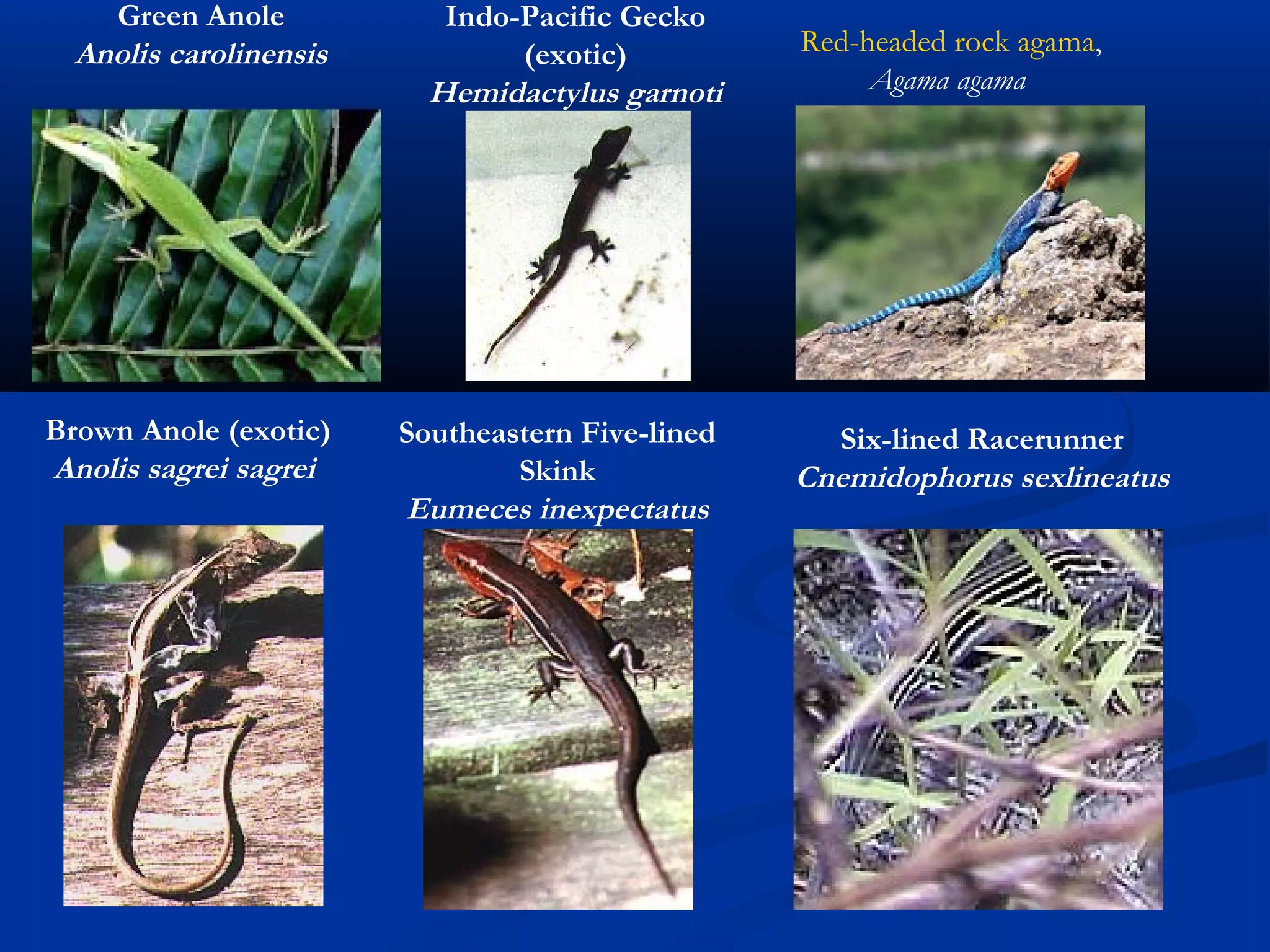 Molecular Phylogenetic relationships among the species of geckos in
