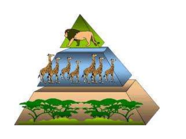 ENVIRONMENT: MEANING AND ITS COMPONENTS | PPTX