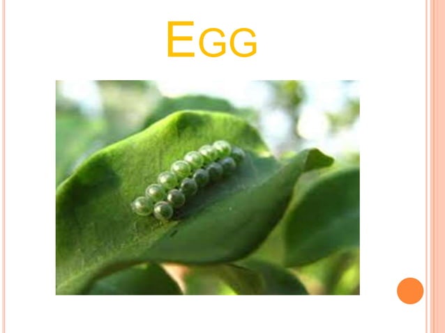 Presentation1(nichole) | PPTX