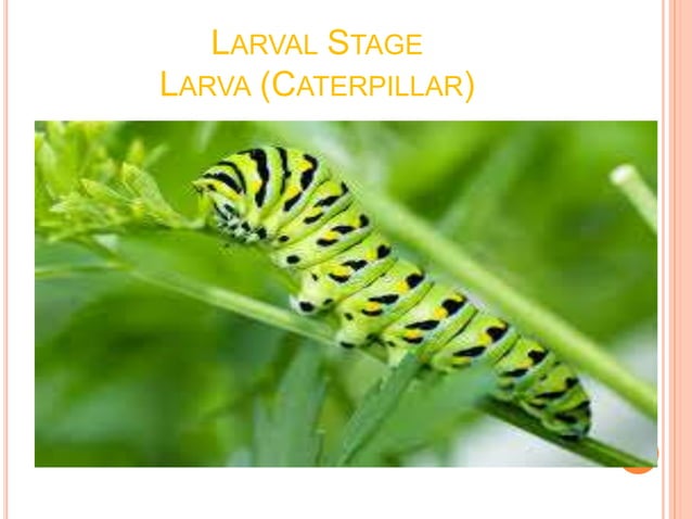 Presentation1(nichole) | PPTX