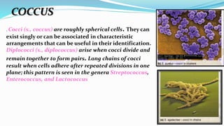 Presentation1 nidhi copy - copy | PPTX