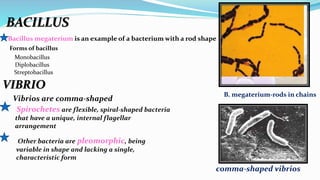 Presentation1 nidhi copy - copy | PPTX